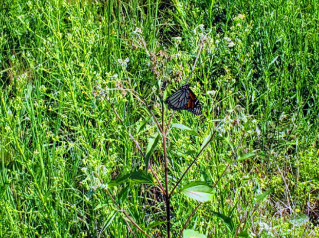 Buffalo Trail Forest - Sam Shine Foundation