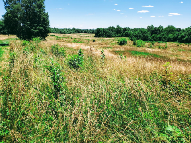 Buffalo Trail Forest - Sam Shine Foundation