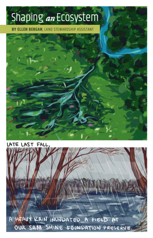 Beaver Lodge at Sam Shine Foundation Preserve - Sam Shine Foundation